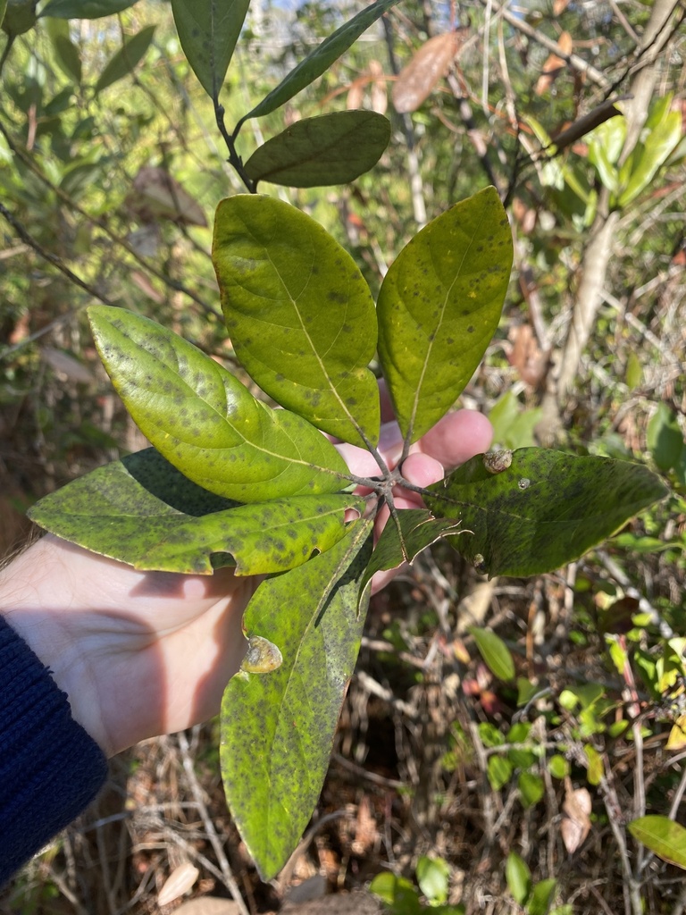 Swamp Bay from Carolina Beach State Park, Carolina Beach, NC, US on ...