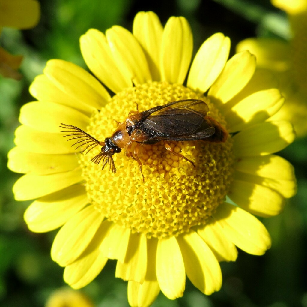 Phengodes from Cross Plains, WI 53528, USA on July 15, 2017 at 04:32 PM ...