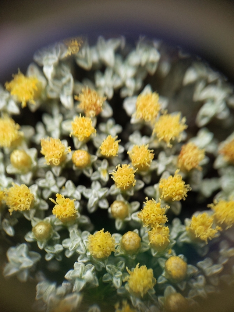 Scabweed mat daisy from Aoraki Mount Cook National Park, Mount Cook, NZ ...