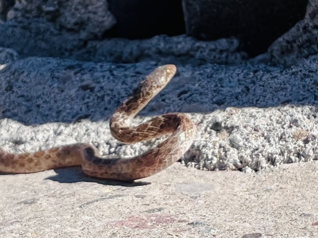 Baja California Night Snake from Camino a el Peloteado, Loreto, BCS, MX ...
