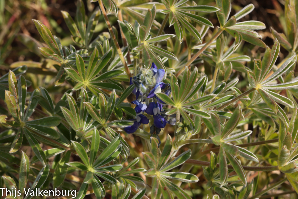 Lupinus cosentinii Guss.