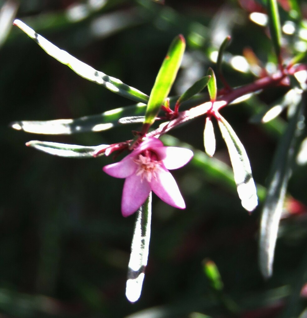 small Crowea from Glen Davis NSW 2846, Australia on February 05, 2023 ...