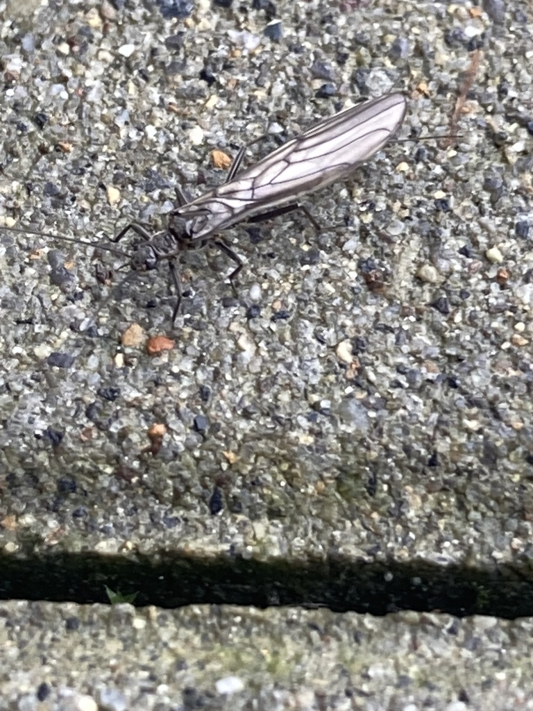 Small Winter Stoneflies from Dufferin Cres, Nanaimo, BC, CA on February ...