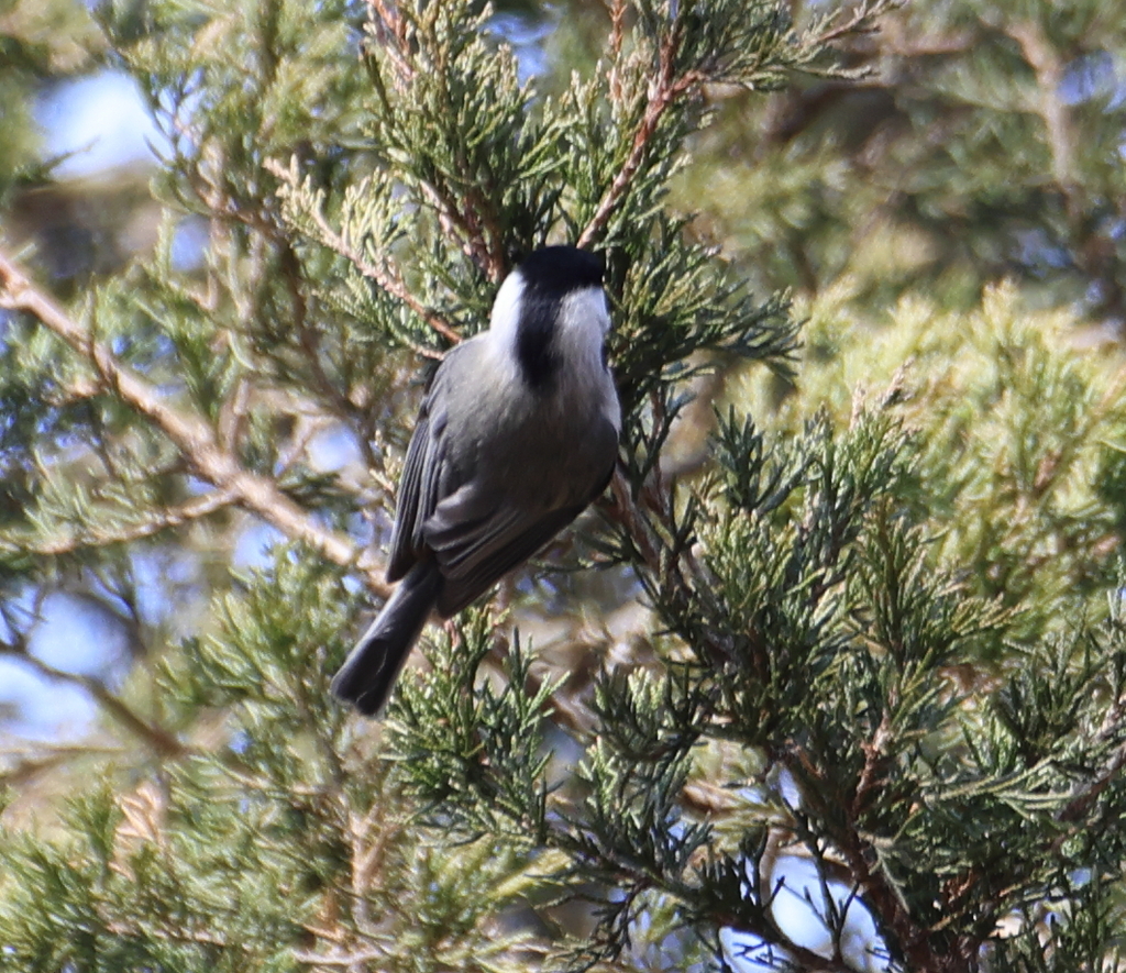 Carolina Chickadee from Greene County, OH, USA on February 06, 2023 at ...