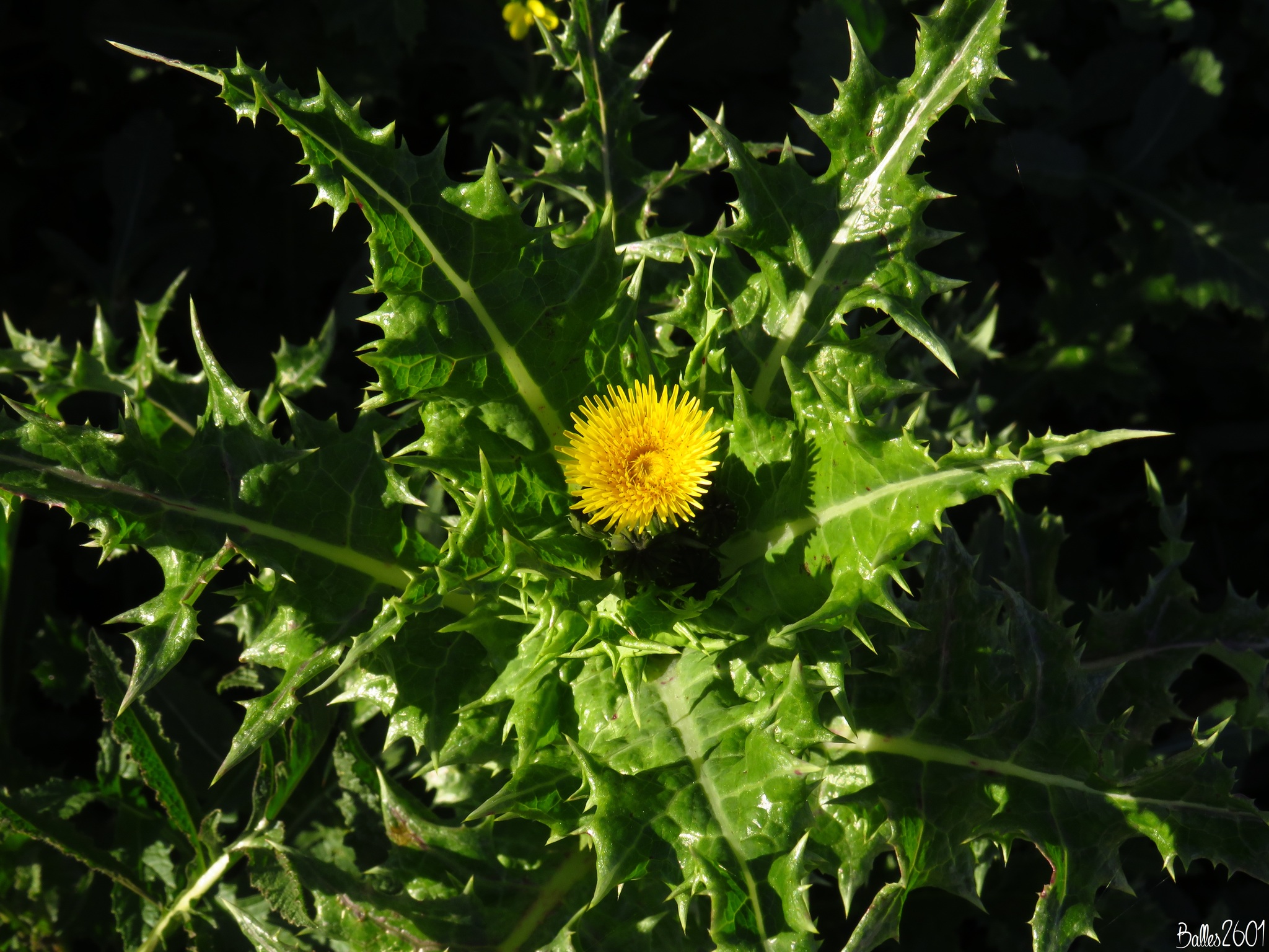 Sonchus asper (L.) Hill