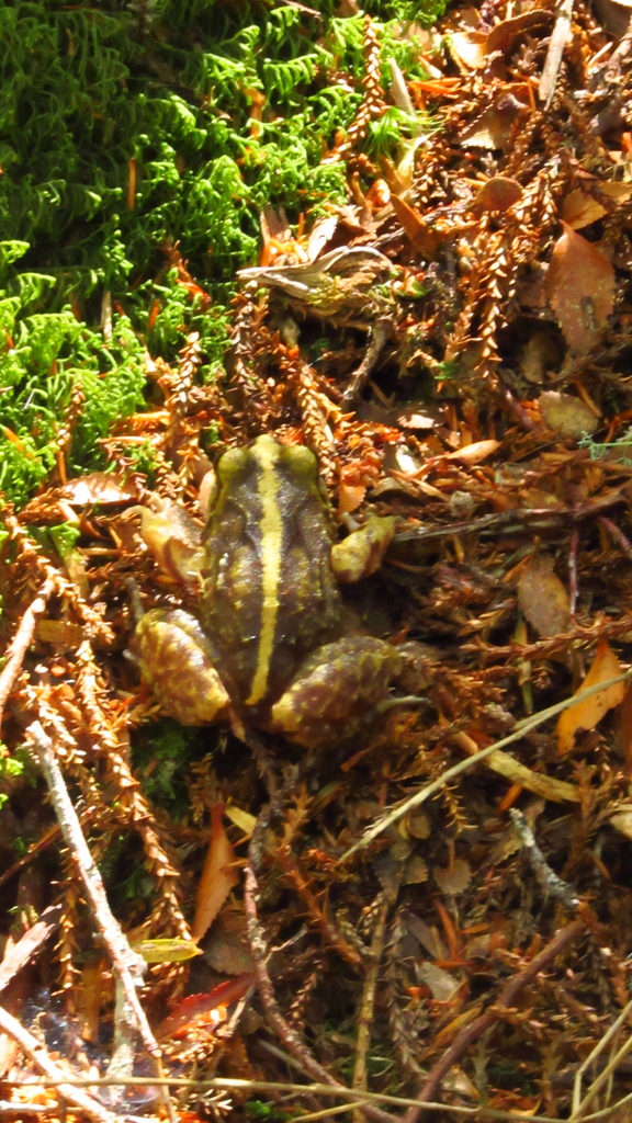 Emilio's Ground Frog from La Unión, Los Ríos, Chile on January 29, 2023 ...