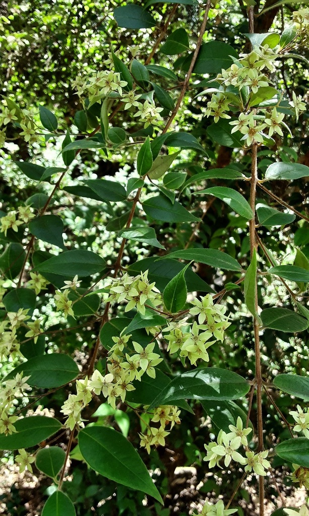 Grey Myrtle from Capertee NSW 2846, Australia on February 05, 2023 at ...