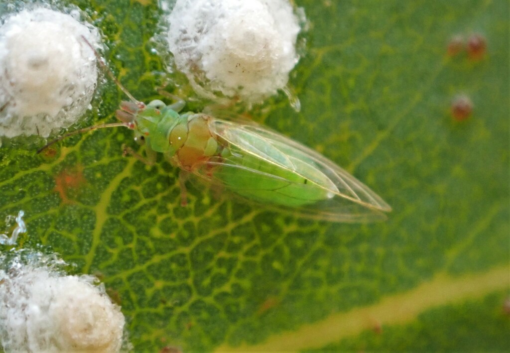 Red Gum Lerp Psyllid from Balmoral, New Zealand on February 04, 2023 at ...