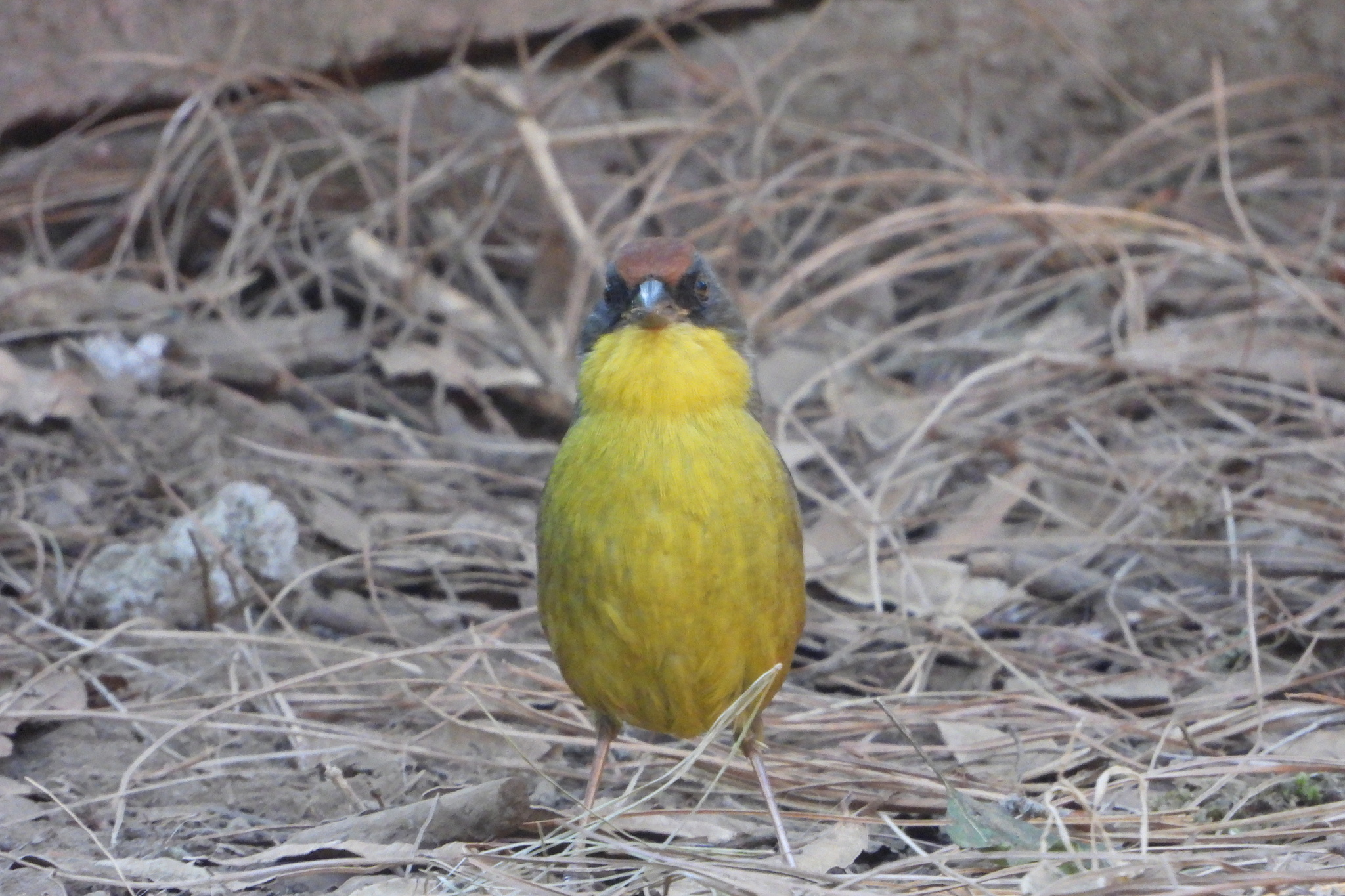 Atlapetes pileatus Wagler, 1831