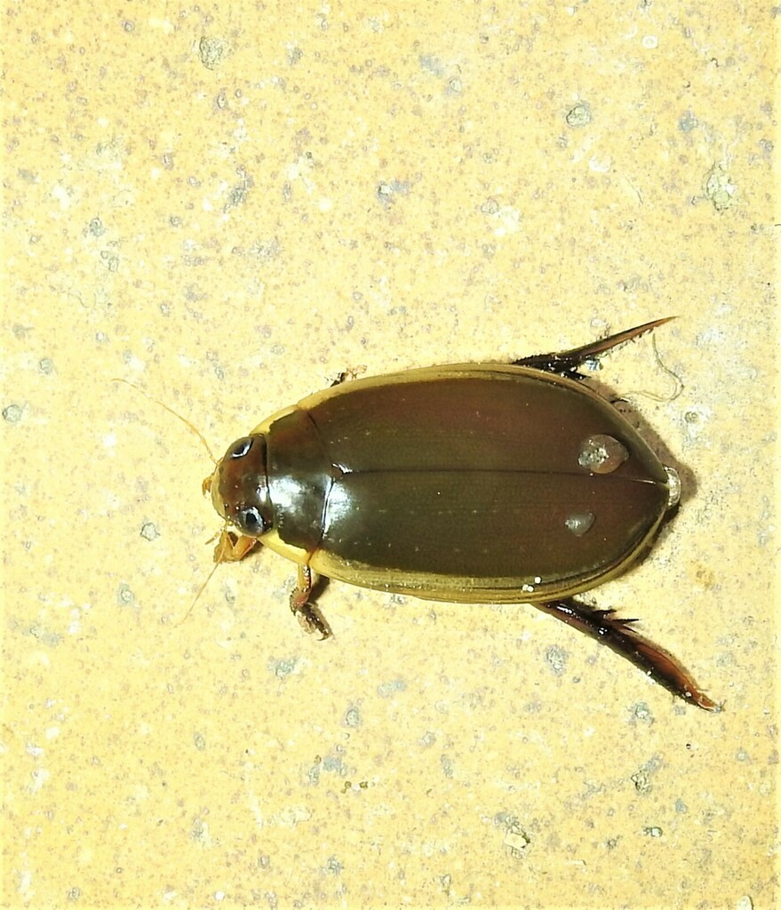 Cybister tripunctatus from Urliup NSW 2484, Australia on February 05 ...