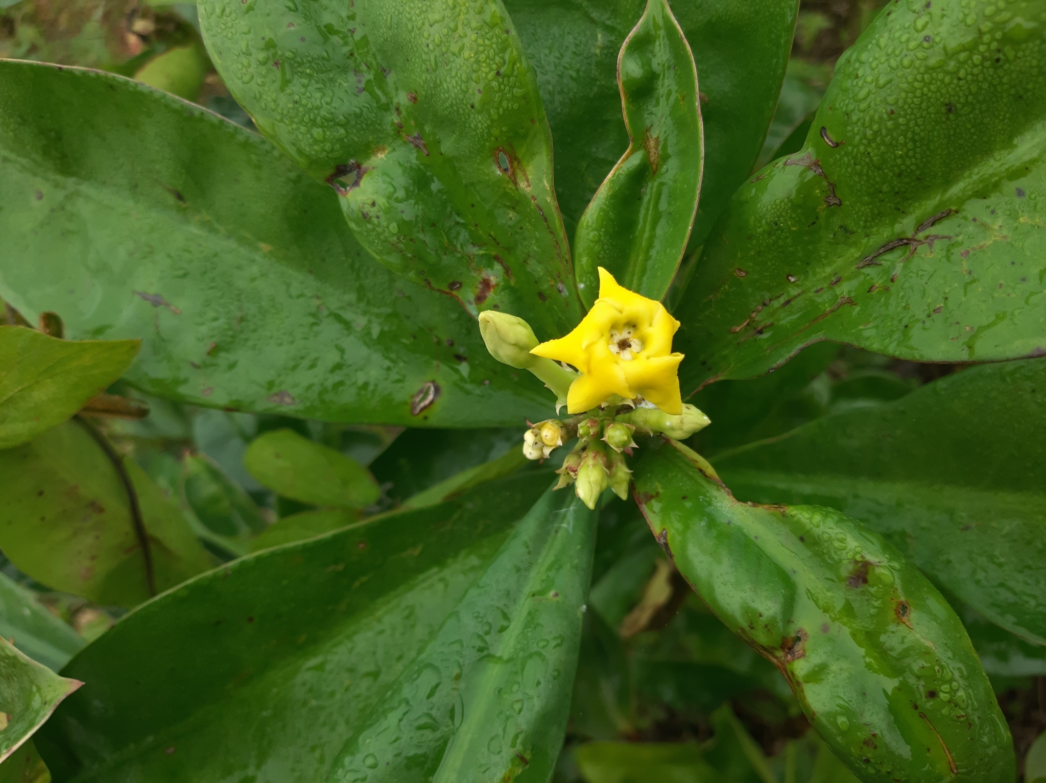 Thevetia ahouai (L.) A.DC.