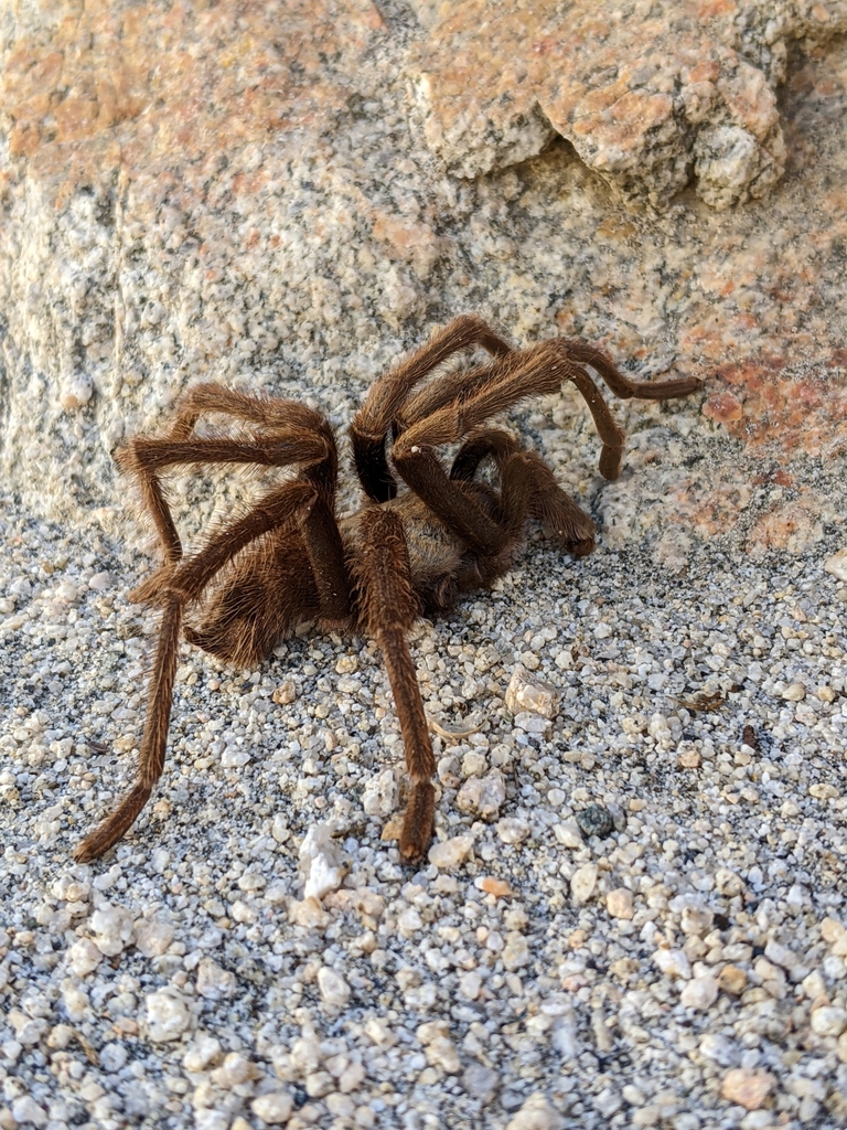 Desert Tarantula from TWENTYNIN PLM, CA 92277, USA on January 24, 2023 ...