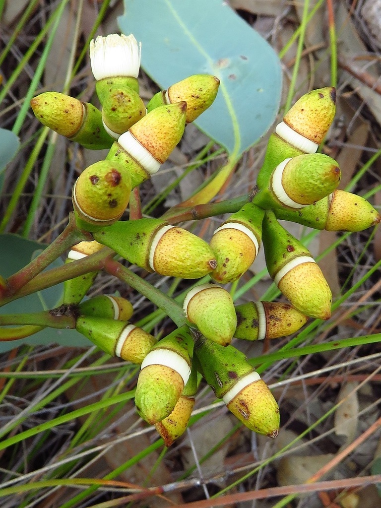 Grey Gum from Capertee NSW 2846, Australia on February 05, 2023 at 11: ...