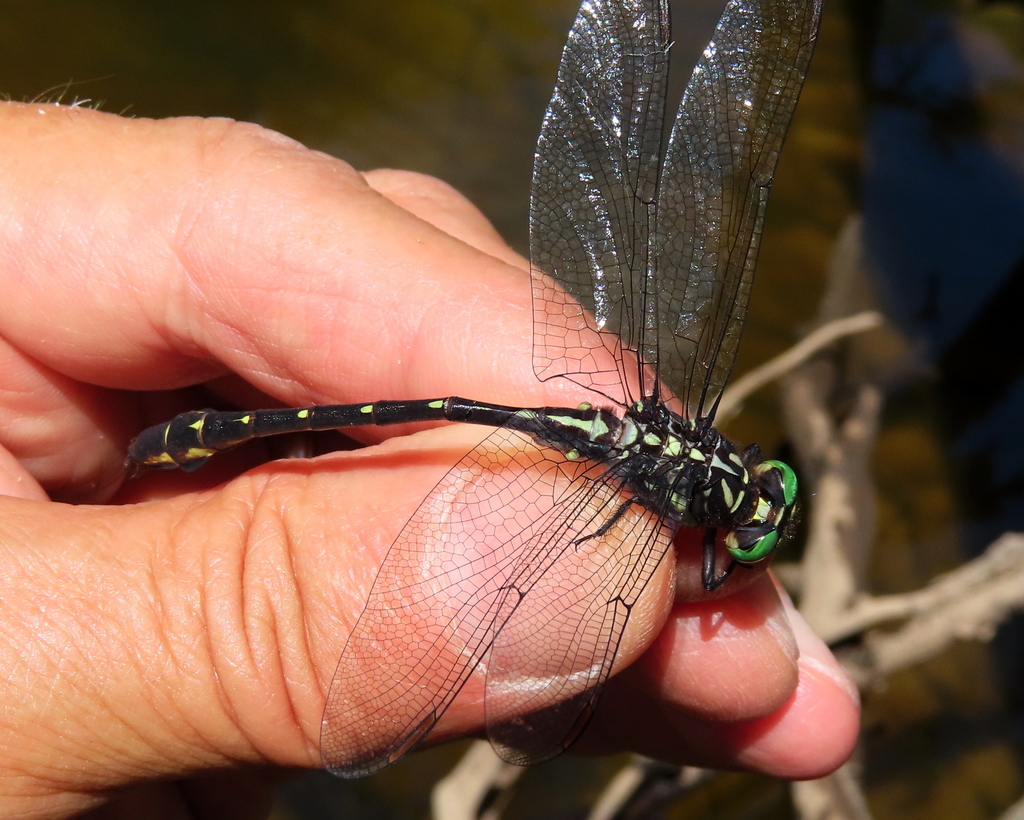 Arrow Clubtail from S6455 Co Rd HHH, Augusta, WI 54722, USA on August ...