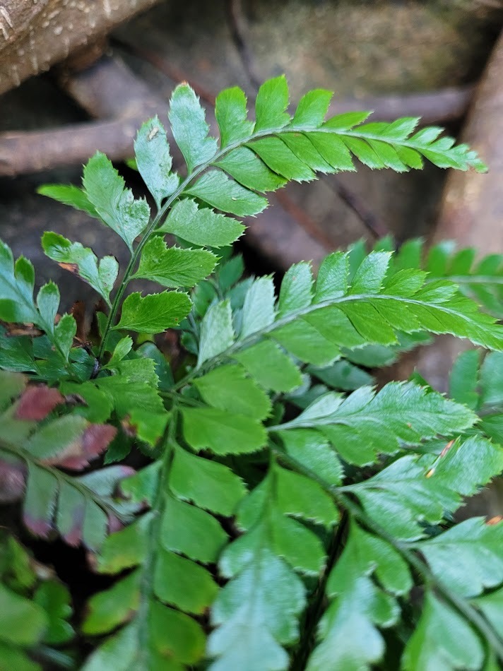 Arachniodes aristata (G.Forst.) Tindale