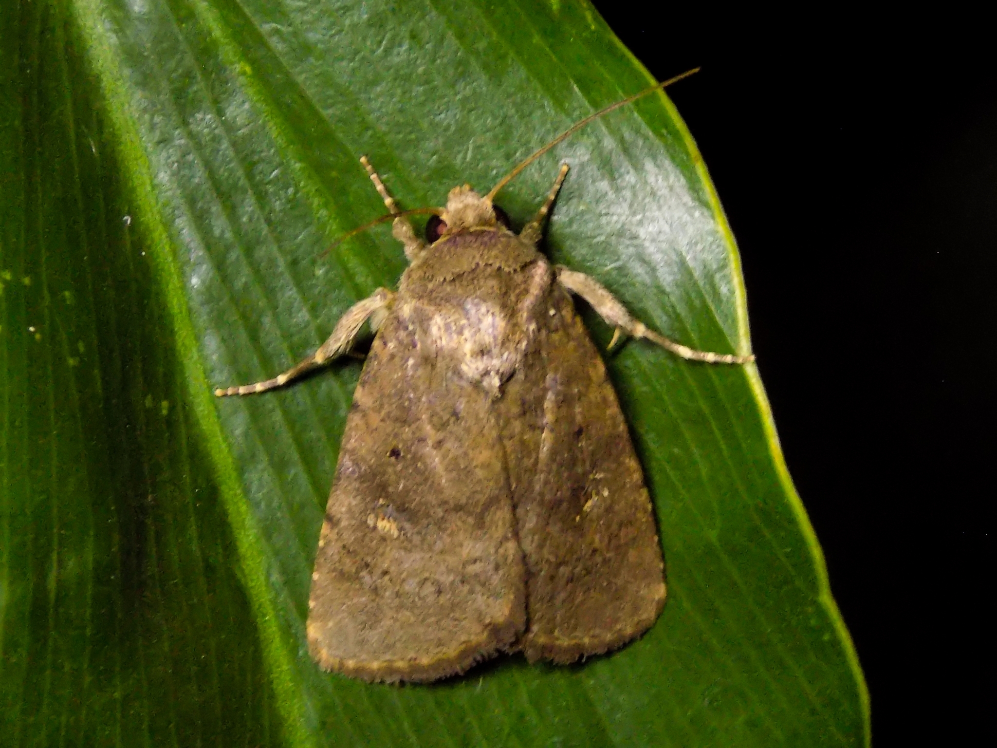 Amyna axis Guenée, 1852