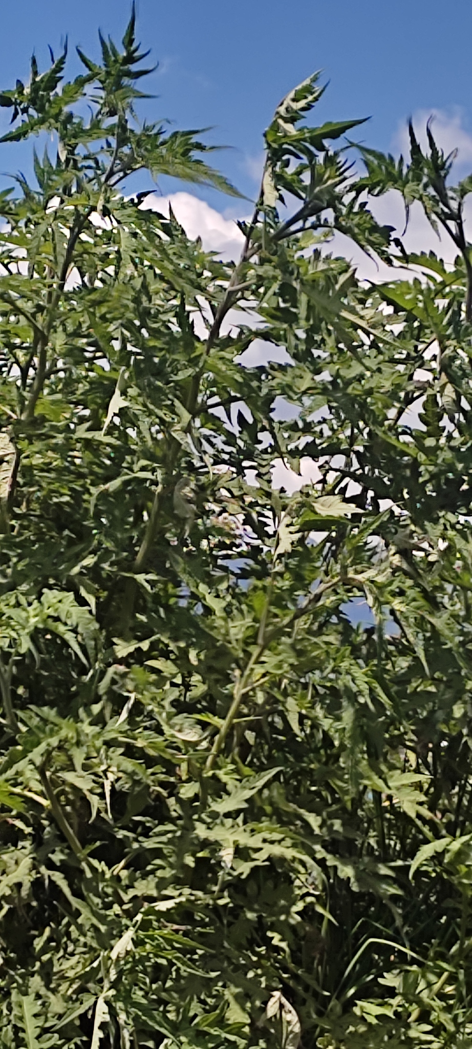 Ambrosia arborescens Mill.