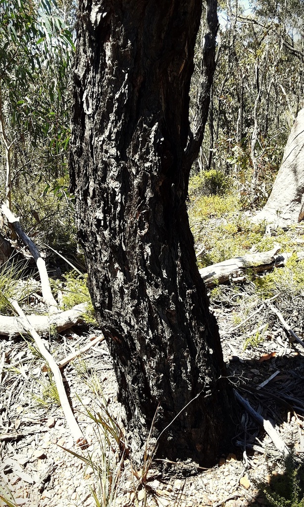 Red Ironbark from Capertee NSW 2846, Australia on February 05, 2023 at ...