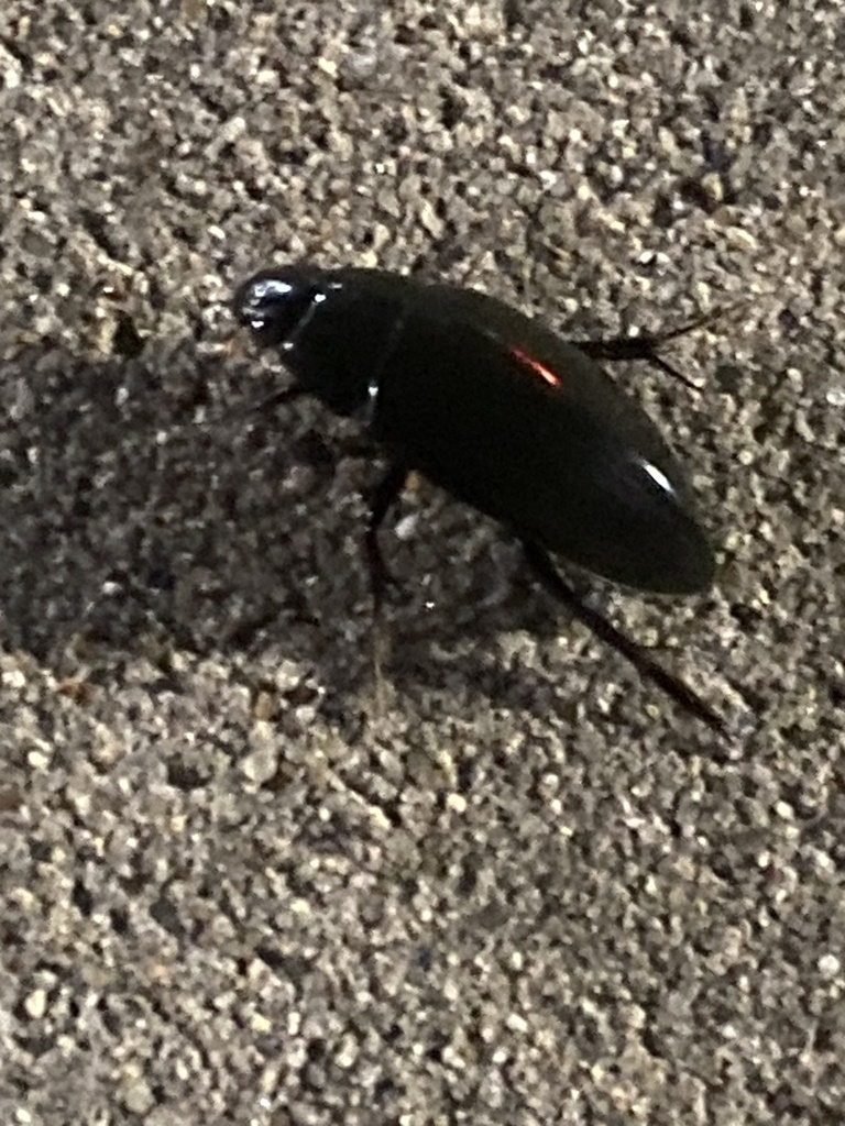 Hydrophilus from Dairy Ashford Rd, Houston, TX, US on February 6, 2023 ...