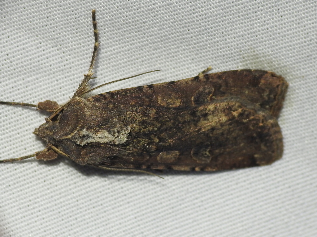 Variegated Cutworm Moth from Fort Worth, TX, USA on February 06, 2023 ...