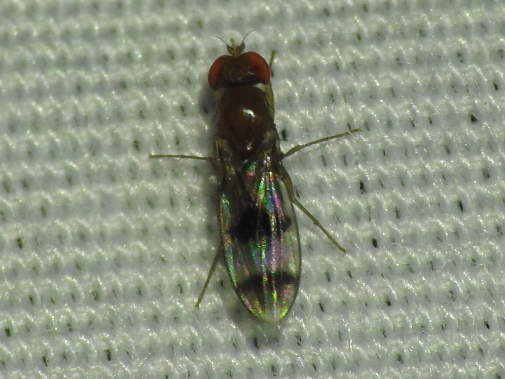 Chymomyza amoena from Fort Worth, TX, USA on February 06, 2023 at 07:19 ...