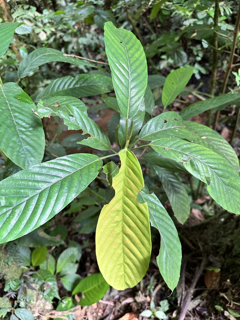 Pourouma minor from Loreto, EC-OR, EC on February 5, 2023 at 08:55 AM ...