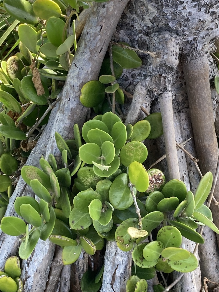 native hoya from Cooloola Recreation Area, Cooloola, QLD, AU on ...