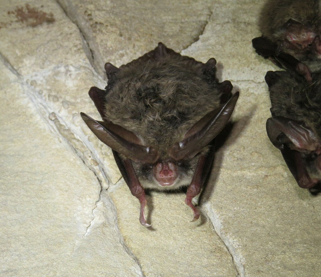 Rafinesque’s Big-Eared Bat (Mammals of Appalachia) · iNaturalist