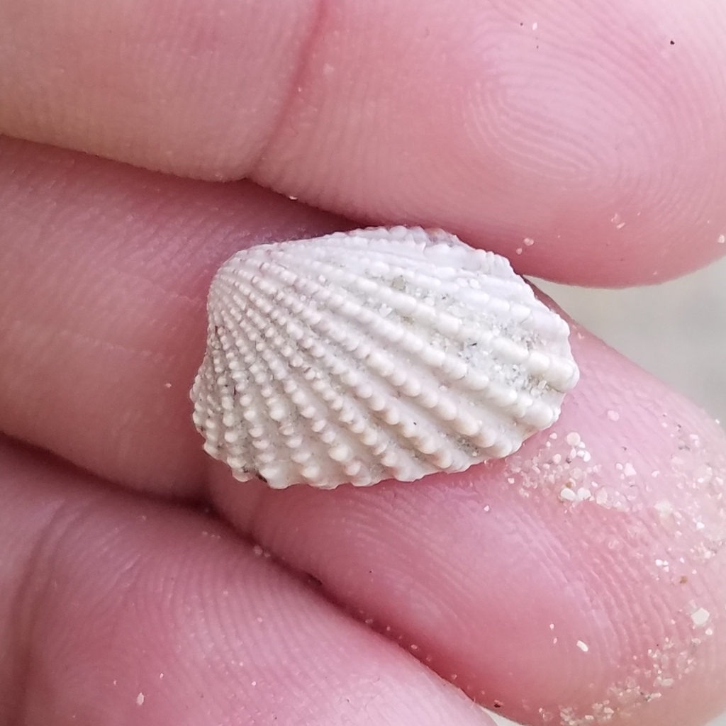 Broad-ribbed Cardita in February 2023 by Joe MDO · iNaturalist