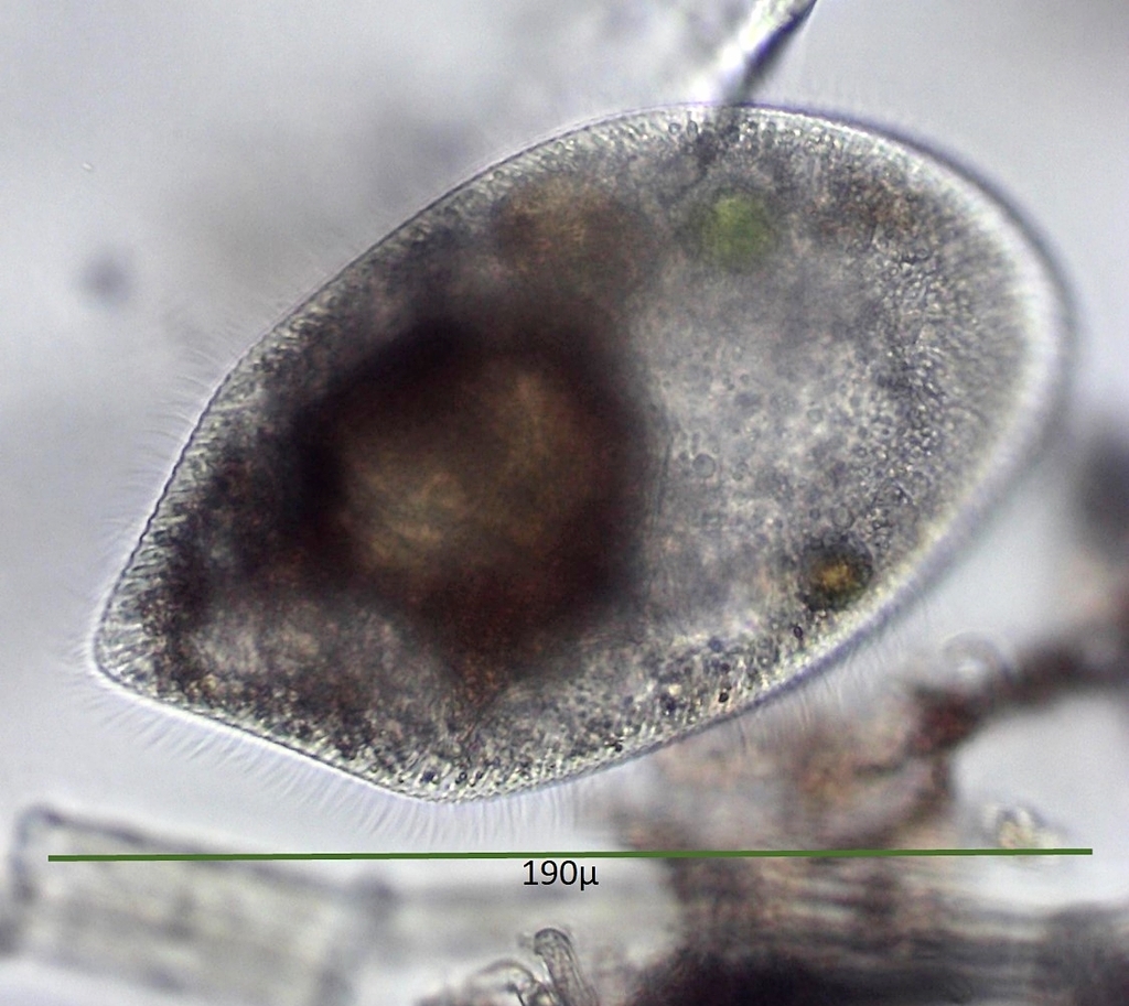 Frontonia atra from Ledyard, CT, USA - Rosemond Lake section of Ledyard ...