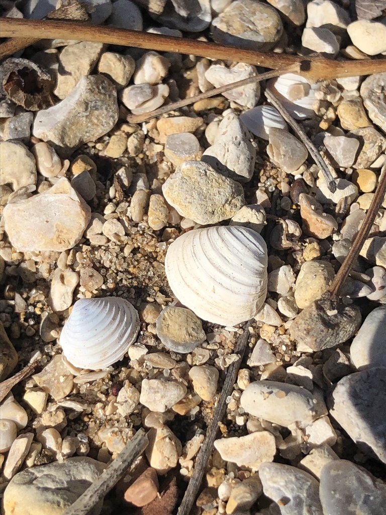 Asian Clam from South Fort Worth, Crowley, TX, US on February 05, 2023 ...