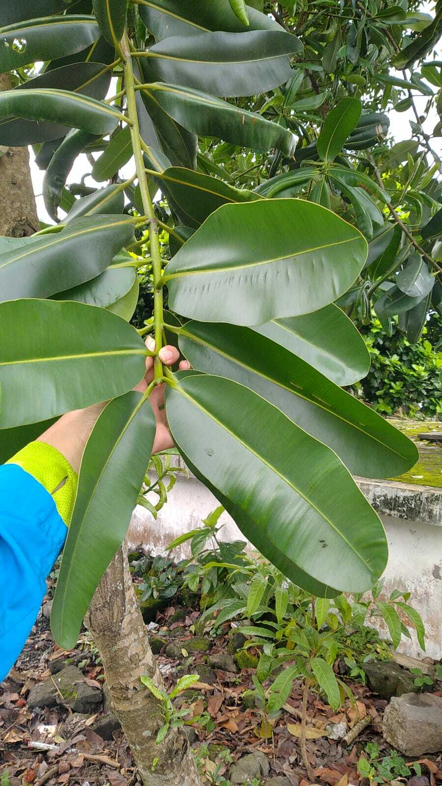 Calophyllum inophyllum L.