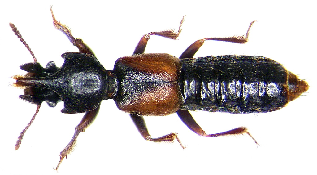 Bledius (Coleoptera (beetles) of the British Indian Ocean Territory ...