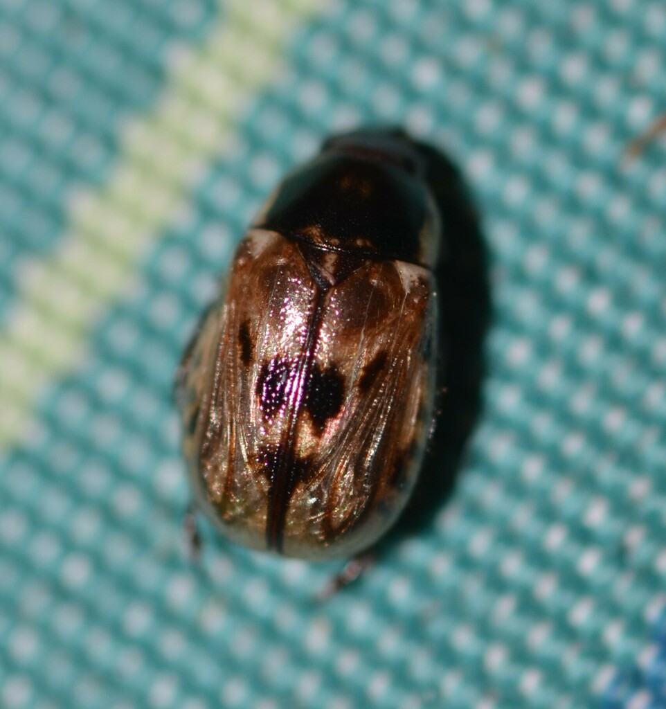 Pale and Green Leaf Chafers from Parkland, FL, USA on February 06, 2023 ...