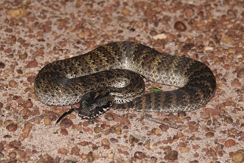 Plains Death Adder in January 2023 by kingbrown87 · iNaturalist