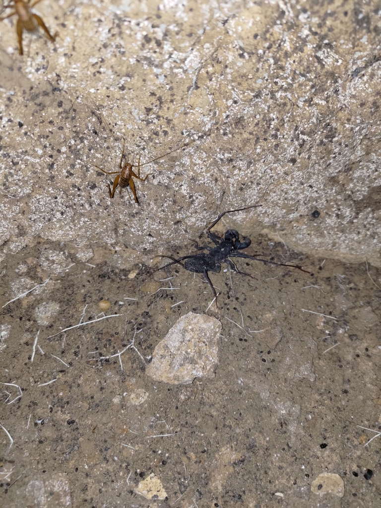 Typopeltis crucifer from 823台灣高雄市田寮區823 on February 07, 2023 at 08:32 ...