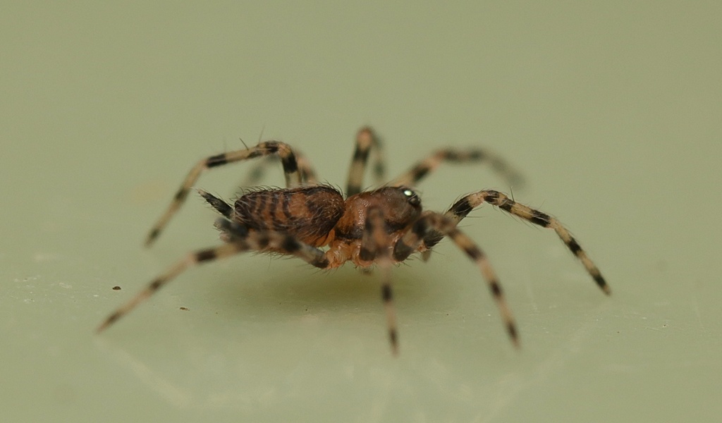 hahniid spiders from Kaeo, New Zealand on February 01, 2022 at 06:56 PM ...