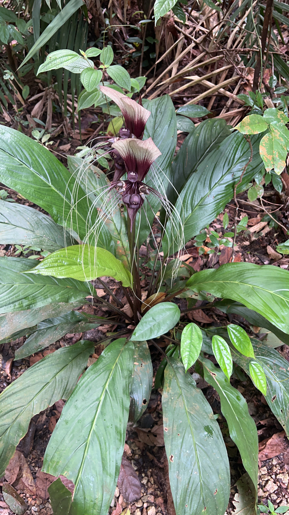 Tacca cristata from Central Catchment, North, SG on February 7, 2023 at ...