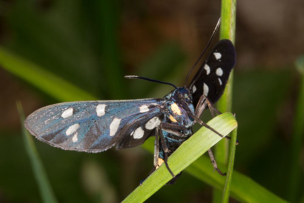 Nine-spotted Moth from Verbano-Cusio-Ossola, Italy on July 6, 2013 at ...