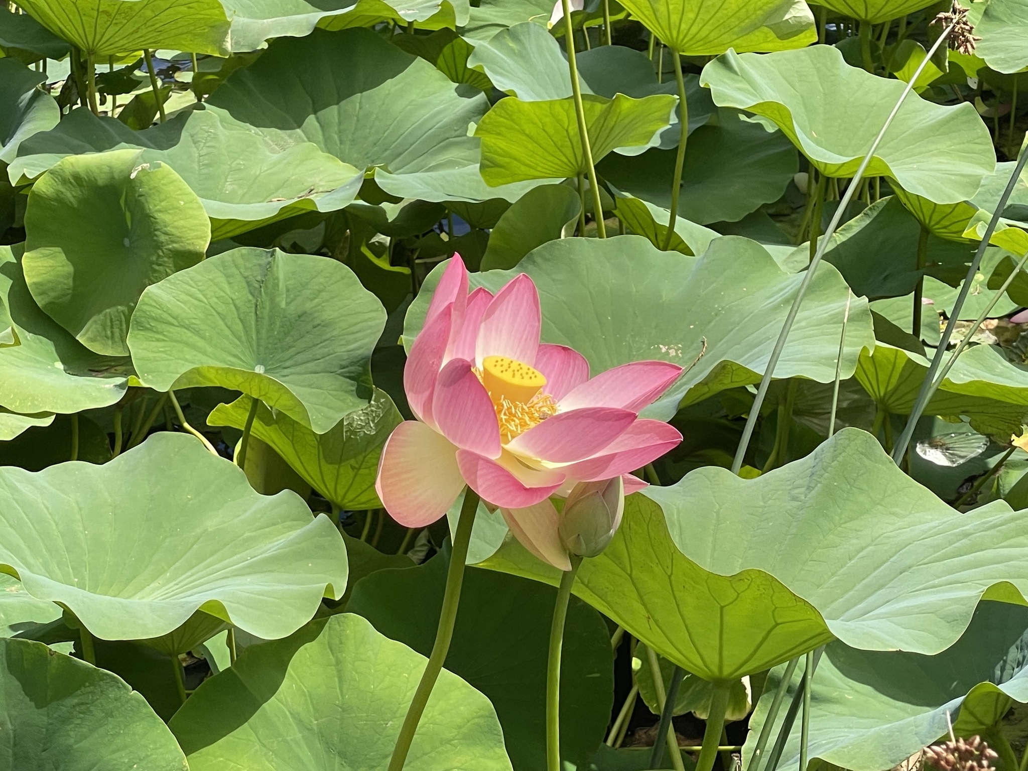 Nelumbo nucifera Gaertn.