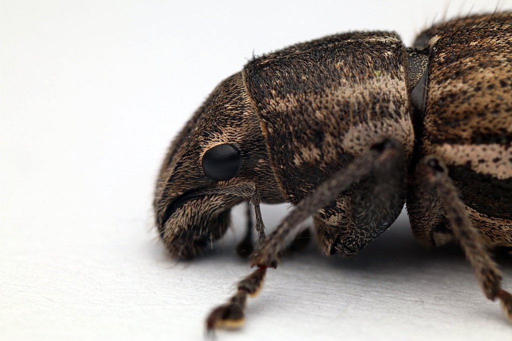 White-fringed weevil from Kaeo, New Zealand on February 02, 2022 at 03: ...