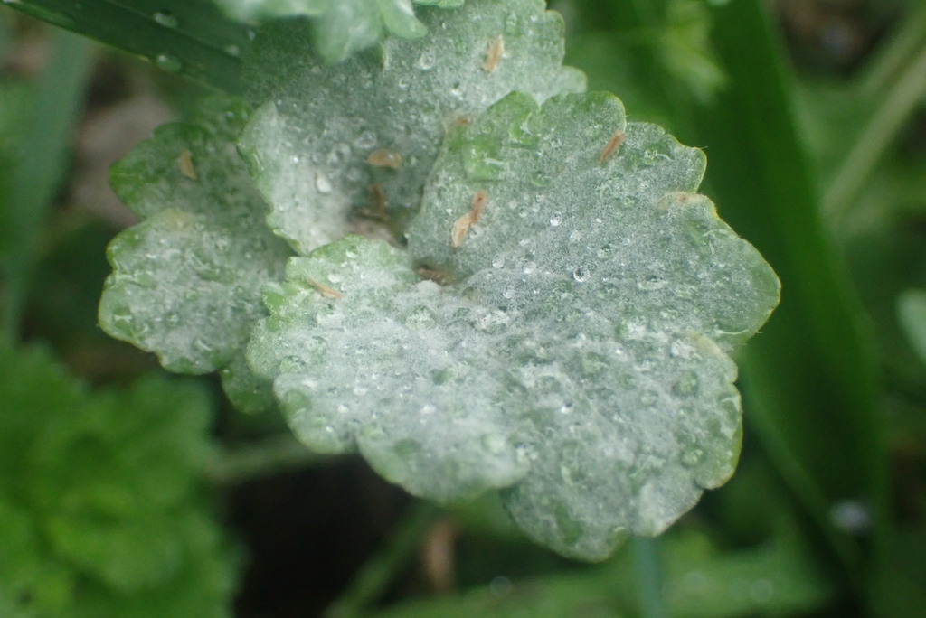 Buttercup Powdery Mildew from Brightwater, New Zealand on January 21 ...