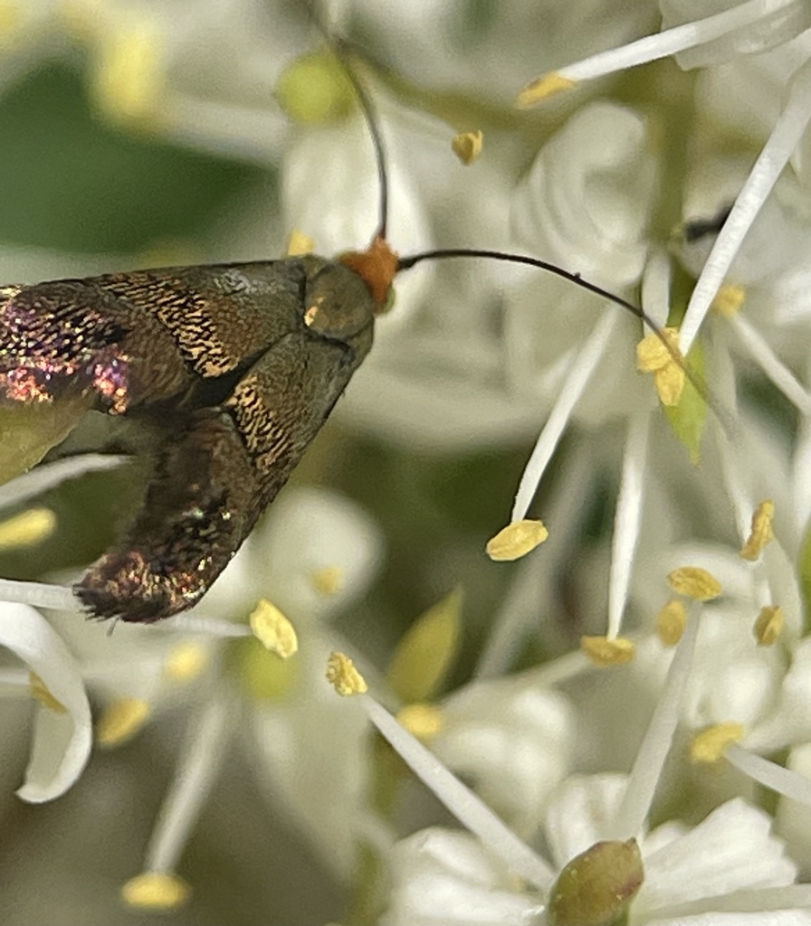Nemophora sparsella from Merricks-Red Hill Trl, Red Hill South, VIC, AU ...