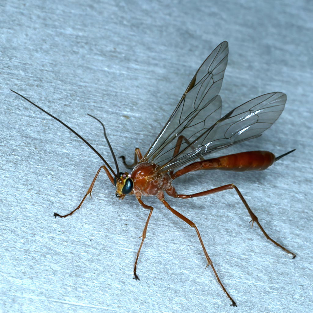 Netelia from Rosedale NSW 2536, Australia on February 04, 2023 at 10:57 ...