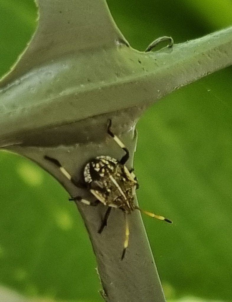 Oncocoris from Upwey VIC 3158, Australia on February 07, 2023 at 02:58 ...