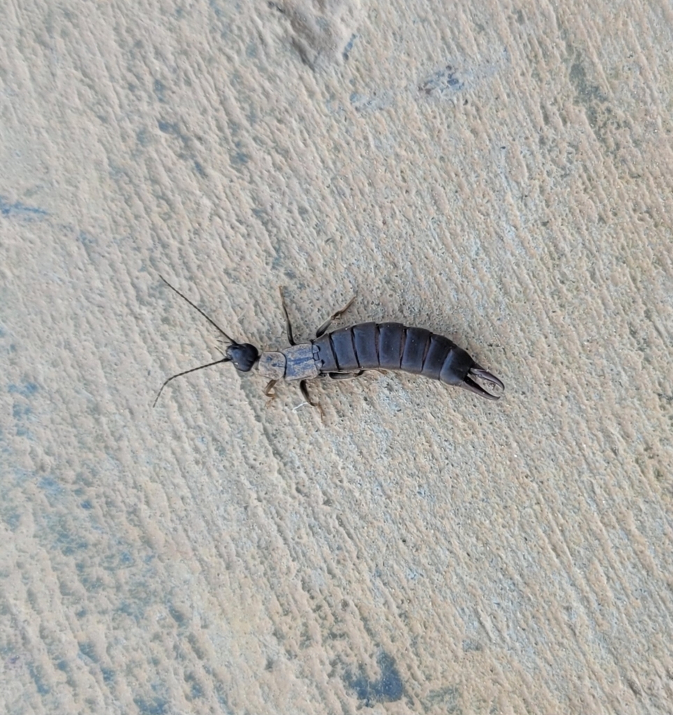 Black Bush Earwig from Wolwespruit Bike & Trail Park on February 6 ...