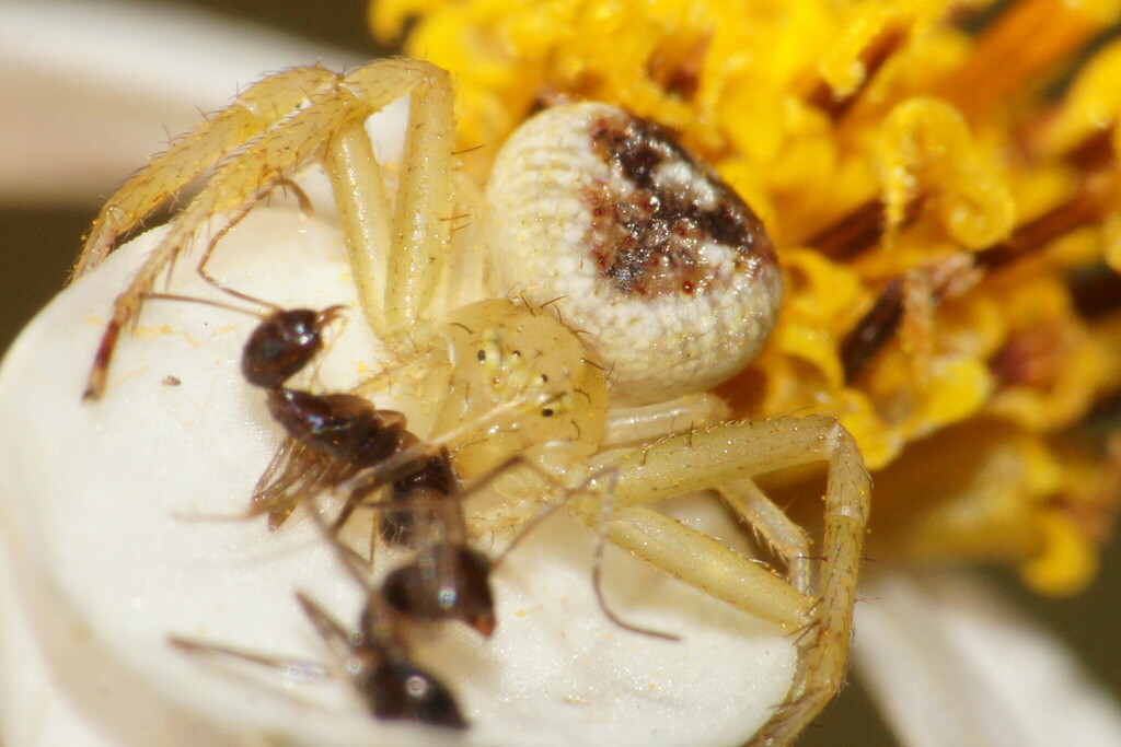 Crab Spiders in February 2023 by Lucas Garriga. Prey observation: https ...