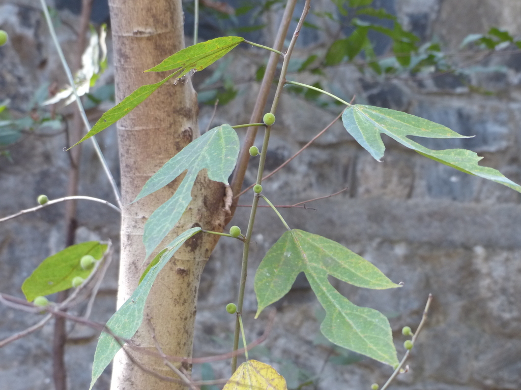 sandpaper tree from Ganeshpuri, Maharashtra, India on March 2, 2015 at ...