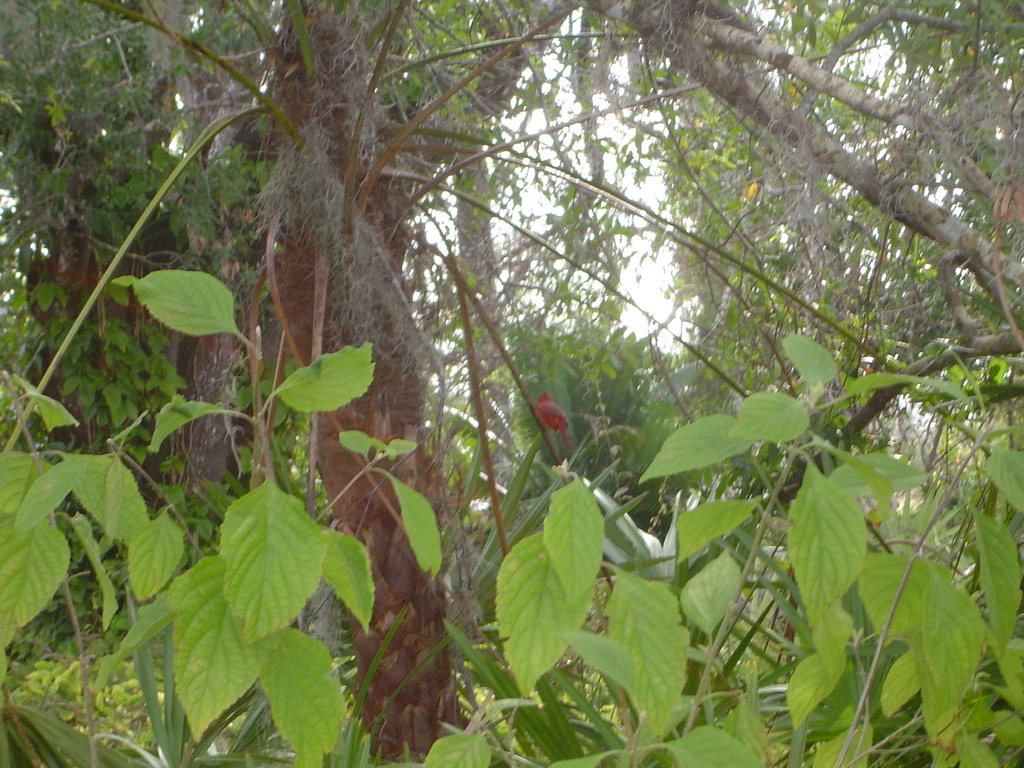 Northern Cardinal from Highlands County, FL, USA on March 11, 2005 at ...