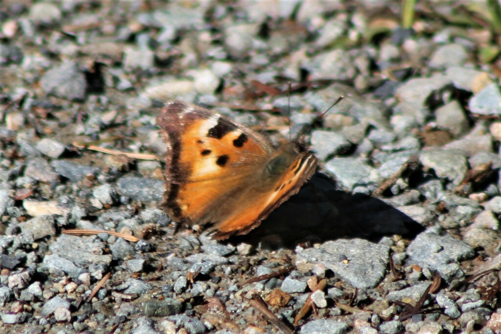 California Tortoiseshell from Bootjack Trail, California 94941, USA on ...